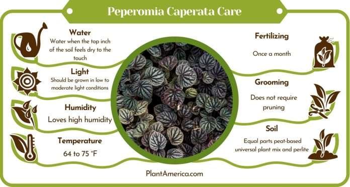 Peperomia Caperata Care: How To Grow the Colorful Radiator Plant ...