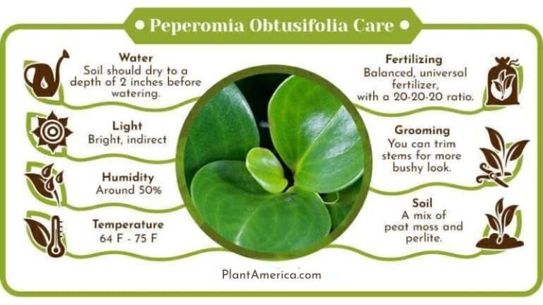 Peperomia Obtusifolia: Care Guide for the Baby Rubber Plant - Plant America