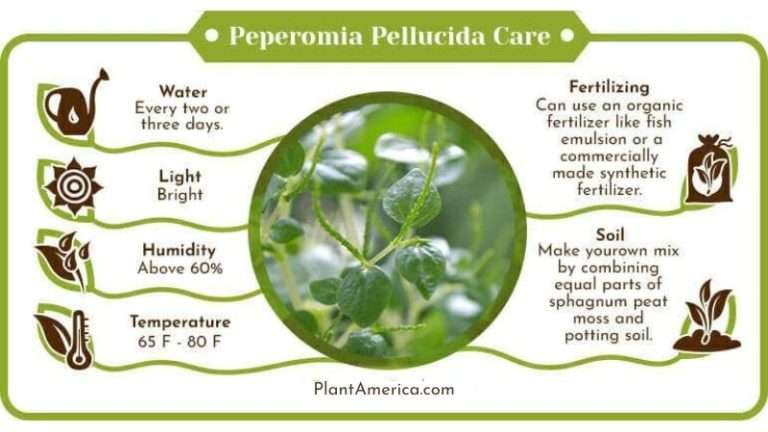 Growing Peperomia Pellucida at Home: A Beginner Care Guide. - Plant America