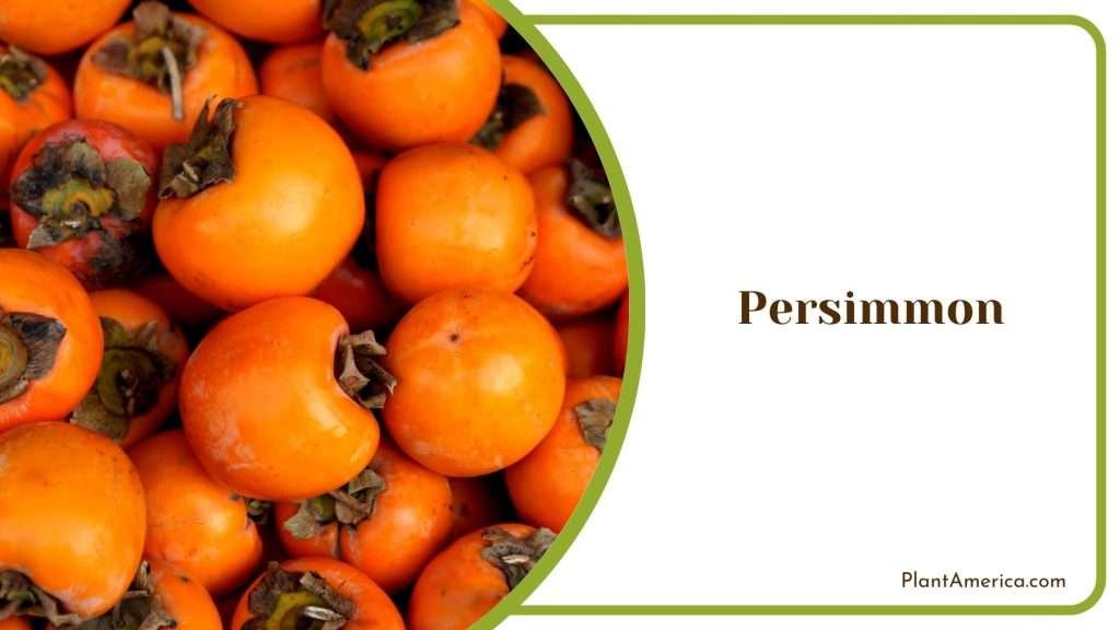 34 Perennial Fruits to Plant for Year-Round New Produce - Plant America