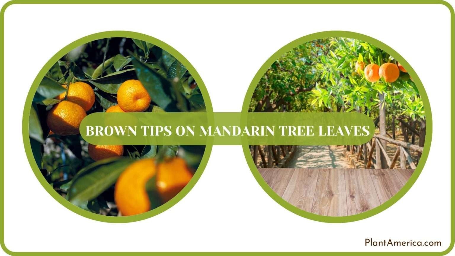 Brown Tips on Mandarin Tree Leaves: 7 Ways To Fix Them - Plant America