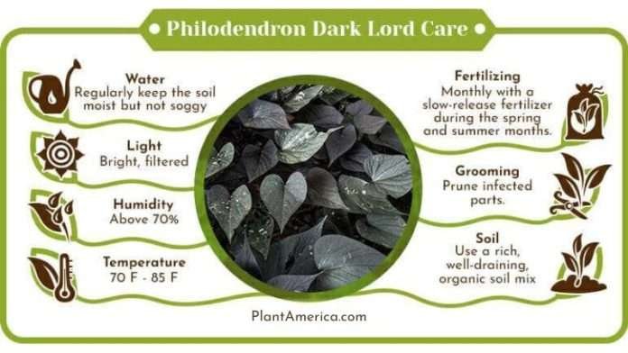 Philodendron Dark Lord: A Care Guide for All Philodendron Lovers ...