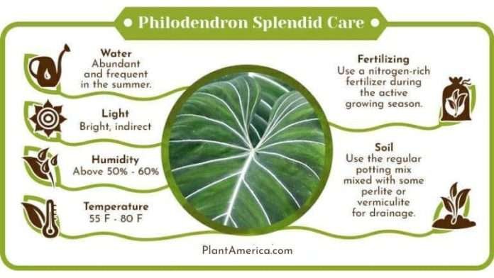 Philodendron Splendid: Care Guide for a Glorious Philodendron - Plant ...