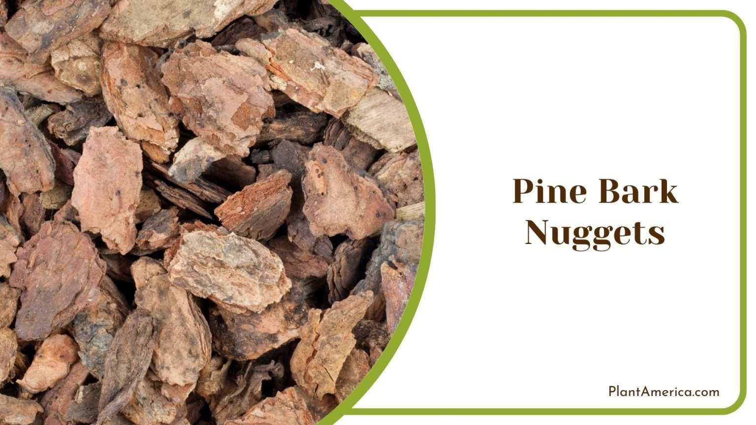 13 Organic Mulch Types for Your Gardens and Planting Areas - Plant America