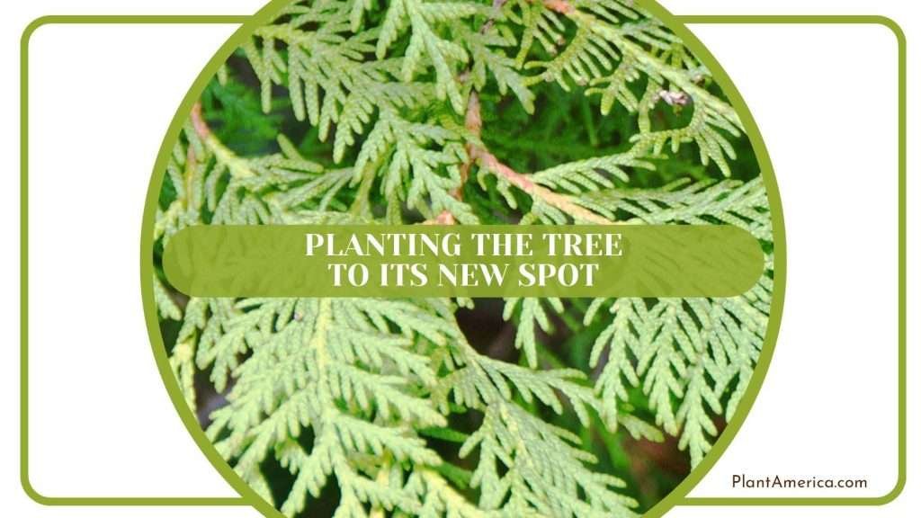How to Transplant Wild Cedar Trees: The Simple Steps to Follow - Plant ...