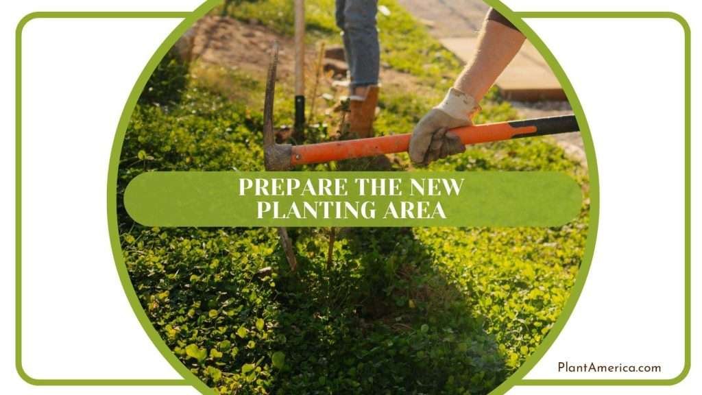 How to Transplant Wild Cedar Trees: The Simple Steps to Follow - Plant ...