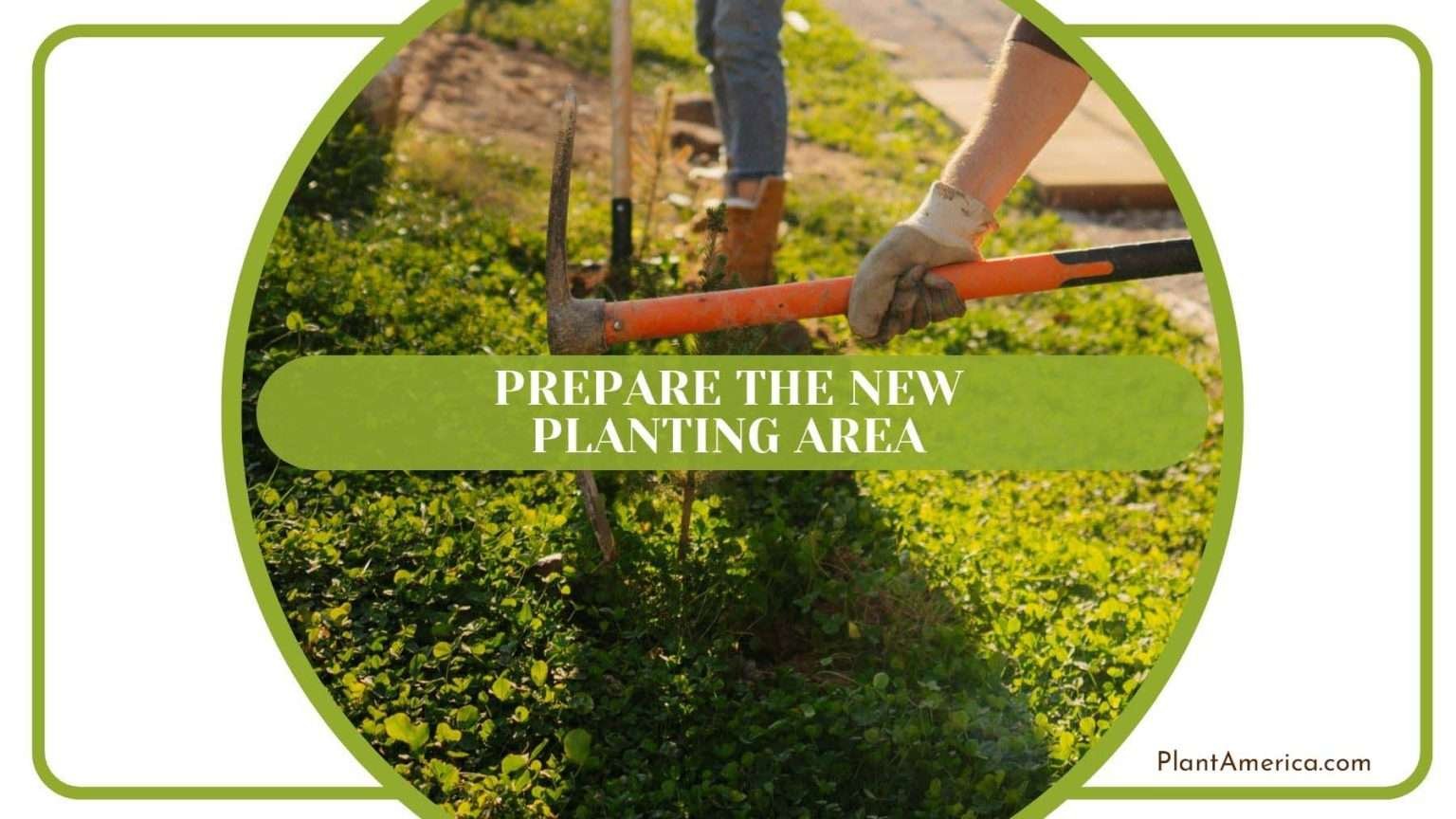 How to Transplant Wild Cedar Trees: The Simple Steps to Follow - Plant ...
