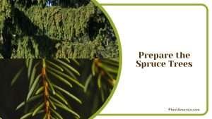 How to Transplant Spruce Trees: 12 Vital Steps for You - Plant America