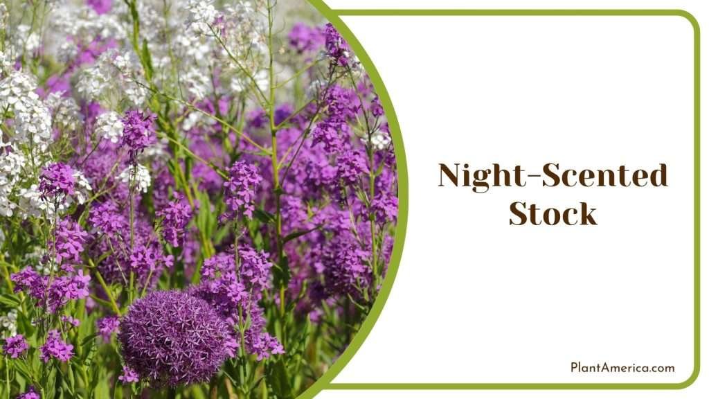 22 Moon Garden Flowers that Bloom Beautifully After Dark - Plant America