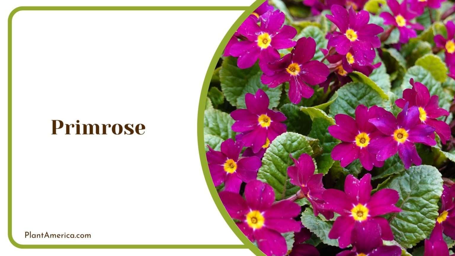 12 Official Birth Month Flowers and Their Meanings - Plant America