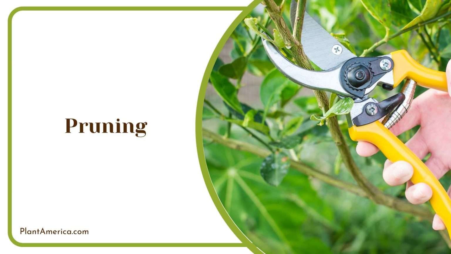 Mealybugs on Coontie Plants: Effective Management Techniques - Plant ...