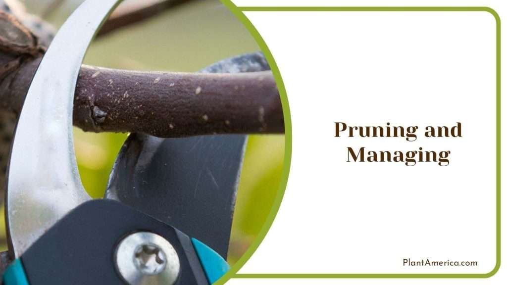 How to Transplant a Lime Tree: Learn this Skill in Minutes - Plant America