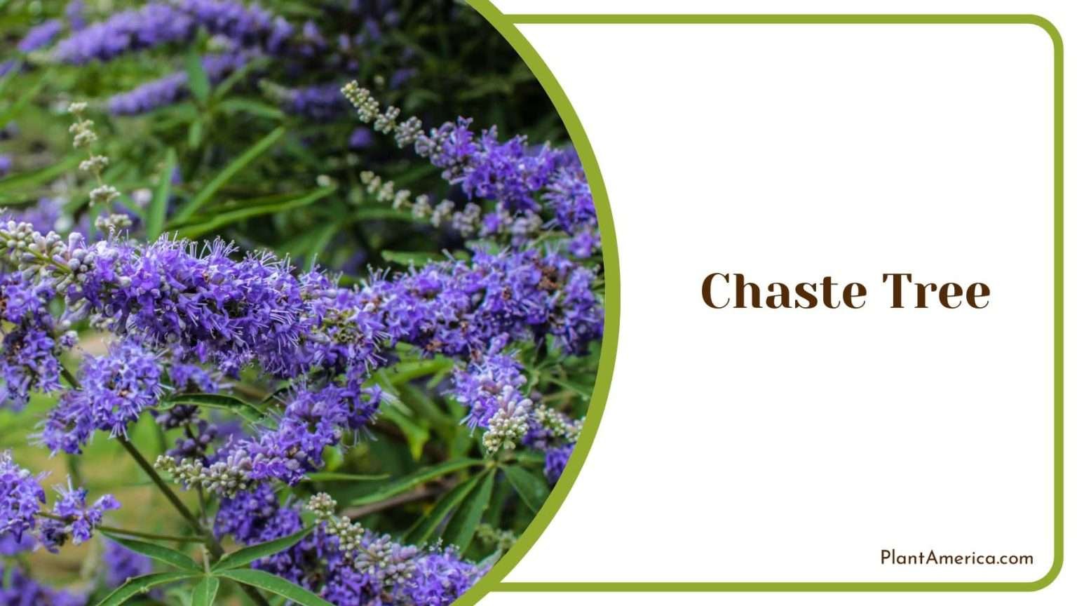 11 Trees With Purple Leaves To Transform Your Landscape - Plant America