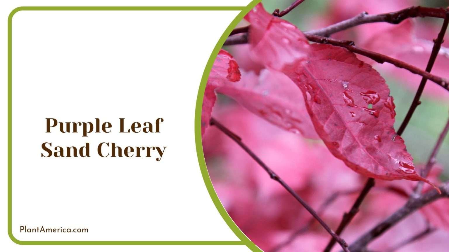 11 Trees With Purple Leaves To Transform Your Landscape - Plant America