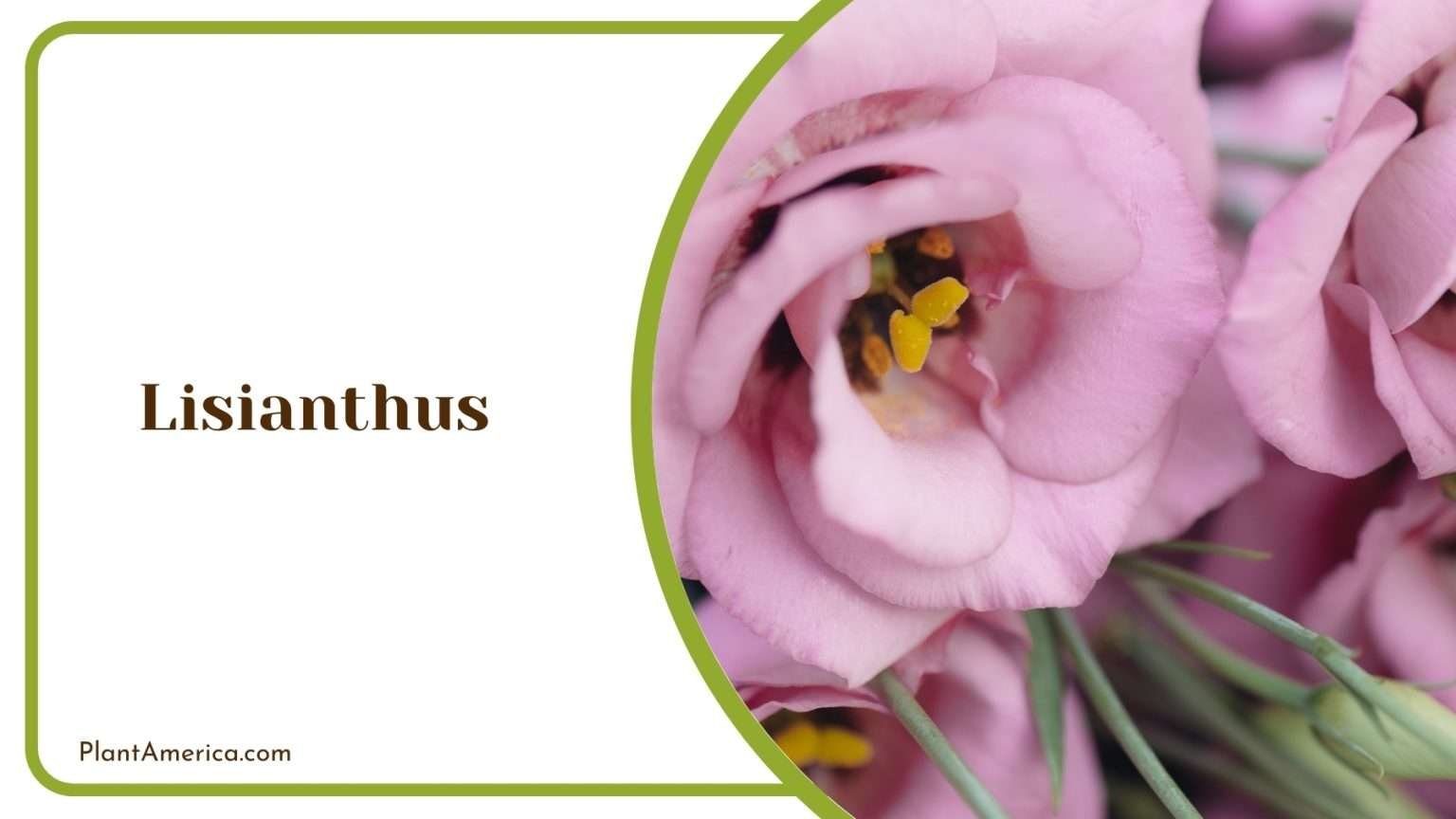 24 Purple Flower Names Perfect for Your Spring Garden - Plant America