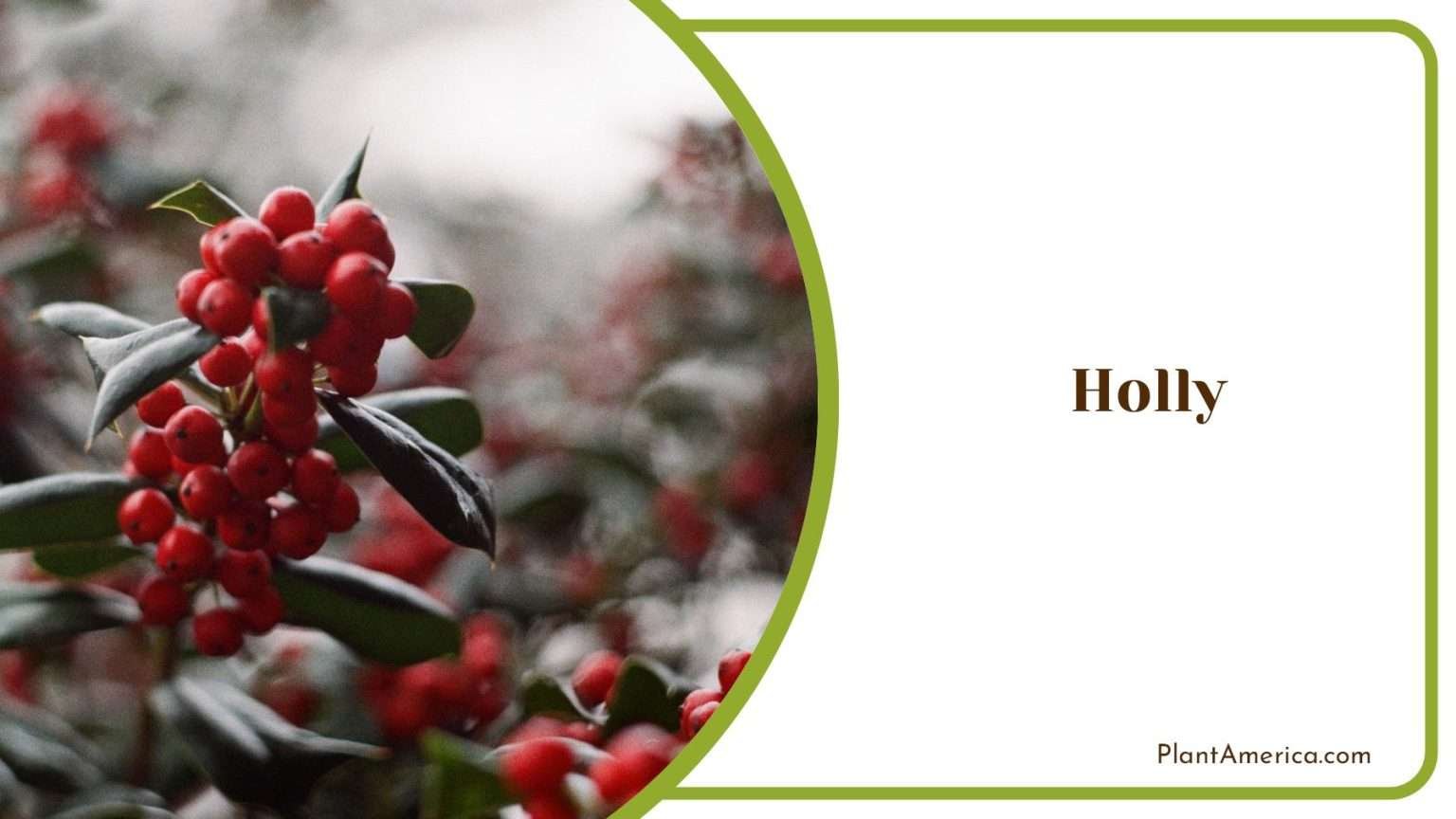 20 Hedge Plants That Add Instant Privacy and Floral Beauty - Plant America