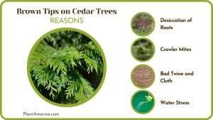 Brown Tips on Cedar Trees: Why It Happens and How to Solve - Plant America