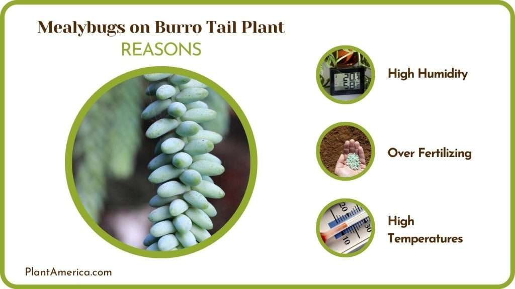 Mealybugs on Burrows Tail Plant — What To Do About Them - Plant America