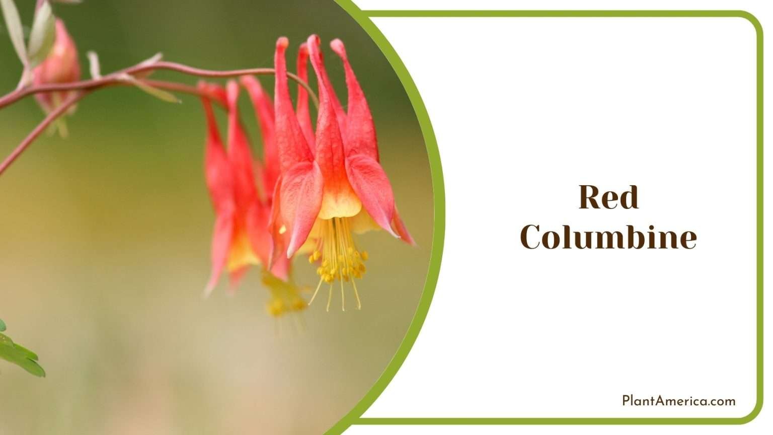 12 Types of Columbine Flowers You Need for Your Flower Shops - Plant ...