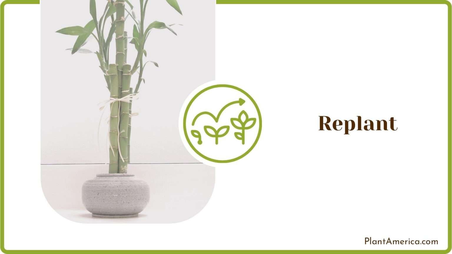 How to Transplant Bamboo: An Outline for Each Stage - Plant America