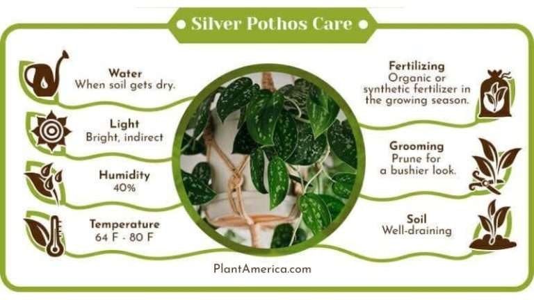 Silver Pothos: How to Care for This Delicate Evergreen Vine - Plant America