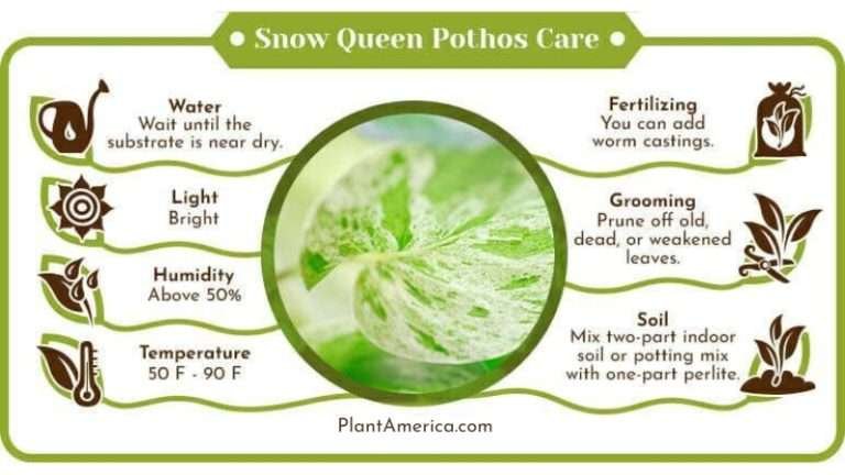 Snow Queen Pothos: An Angel Plant Your Home Has Been Waiting For ...