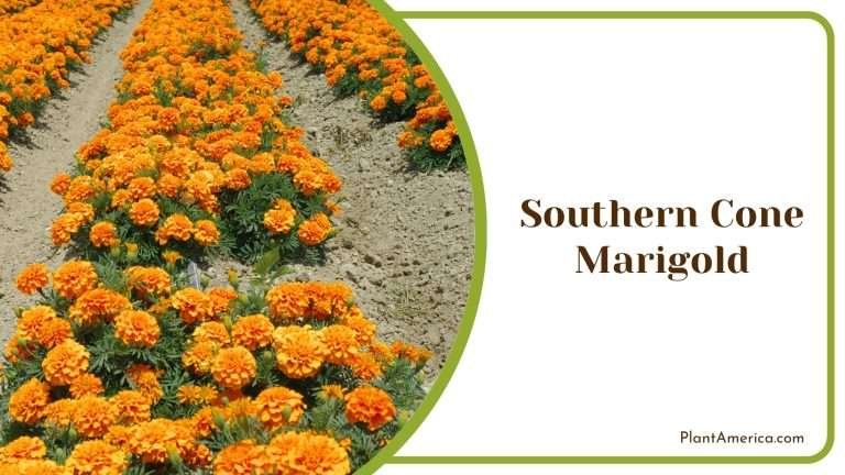 17 October Birth Flowers: Marigold and Cosmos Enchantments - Plant America