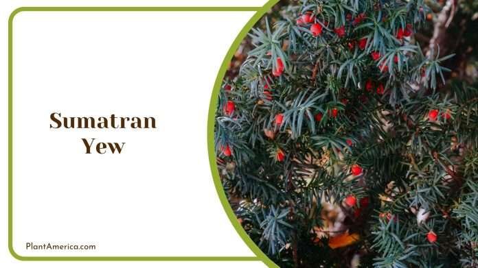 6 Types of Yew Varieties to Consider for Your Garden - Plant America