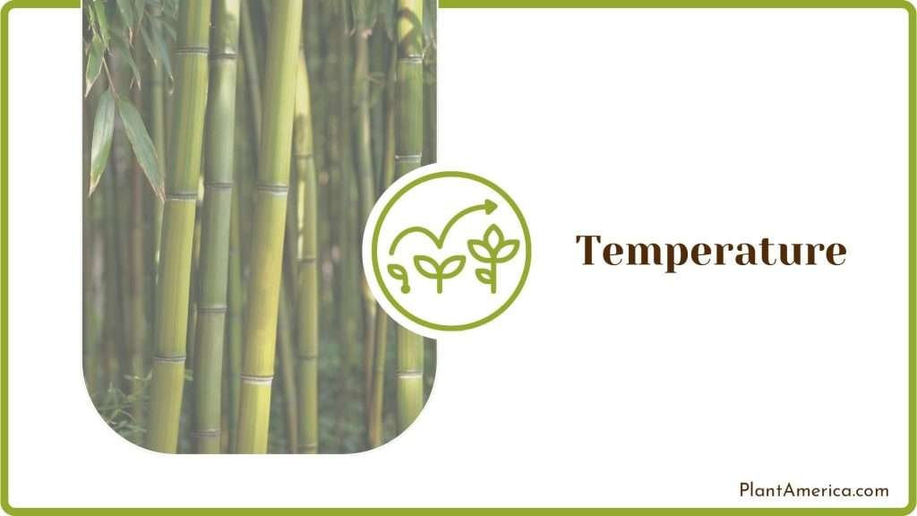 How to Transplant Bamboo: An Outline for Each Stage - Plant America