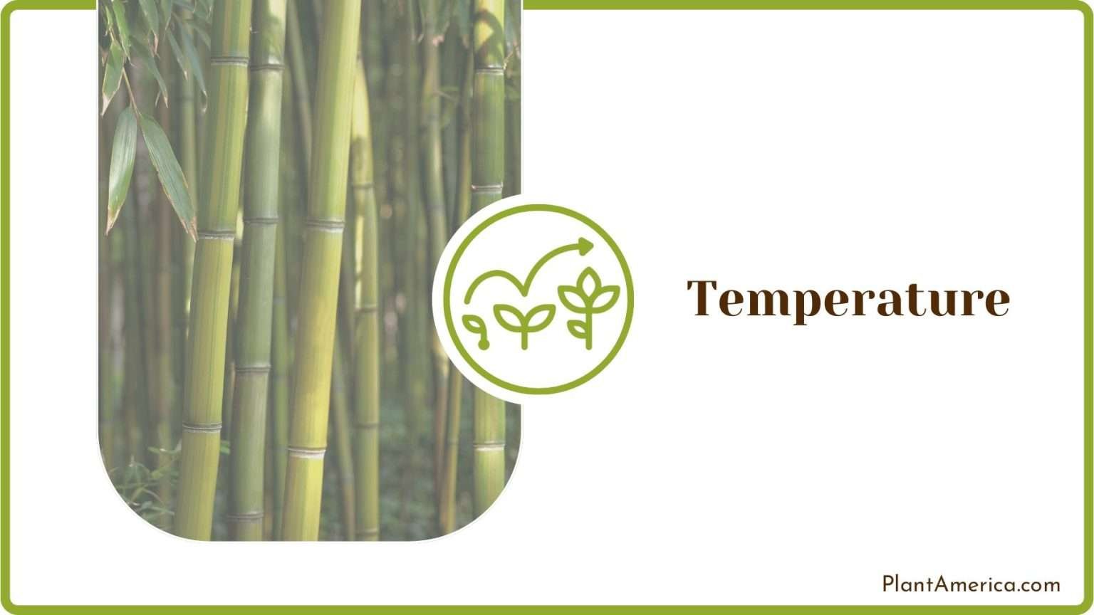 How to Transplant Bamboo: An Outline for Each Stage - Plant America