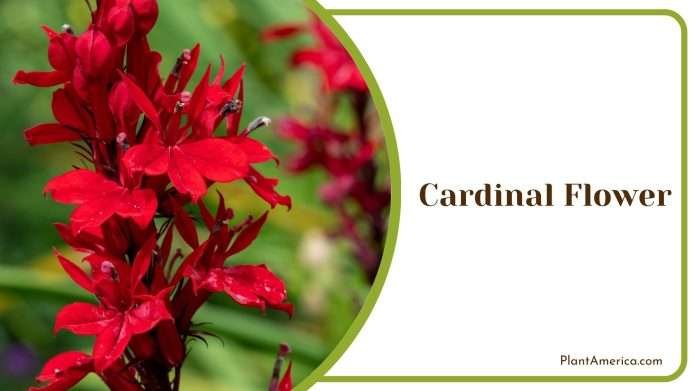 21 Flowers for Hummingbirds to Flutter Around Your Garden - Plant America