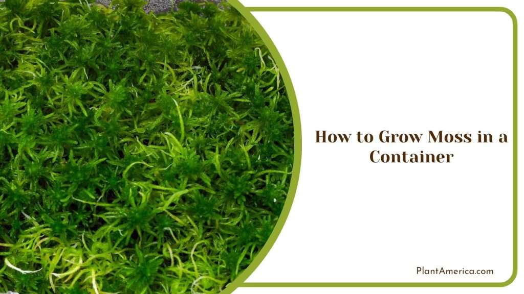 How to Transplant Moss Onto Rocks: All You Should Know - Plant America