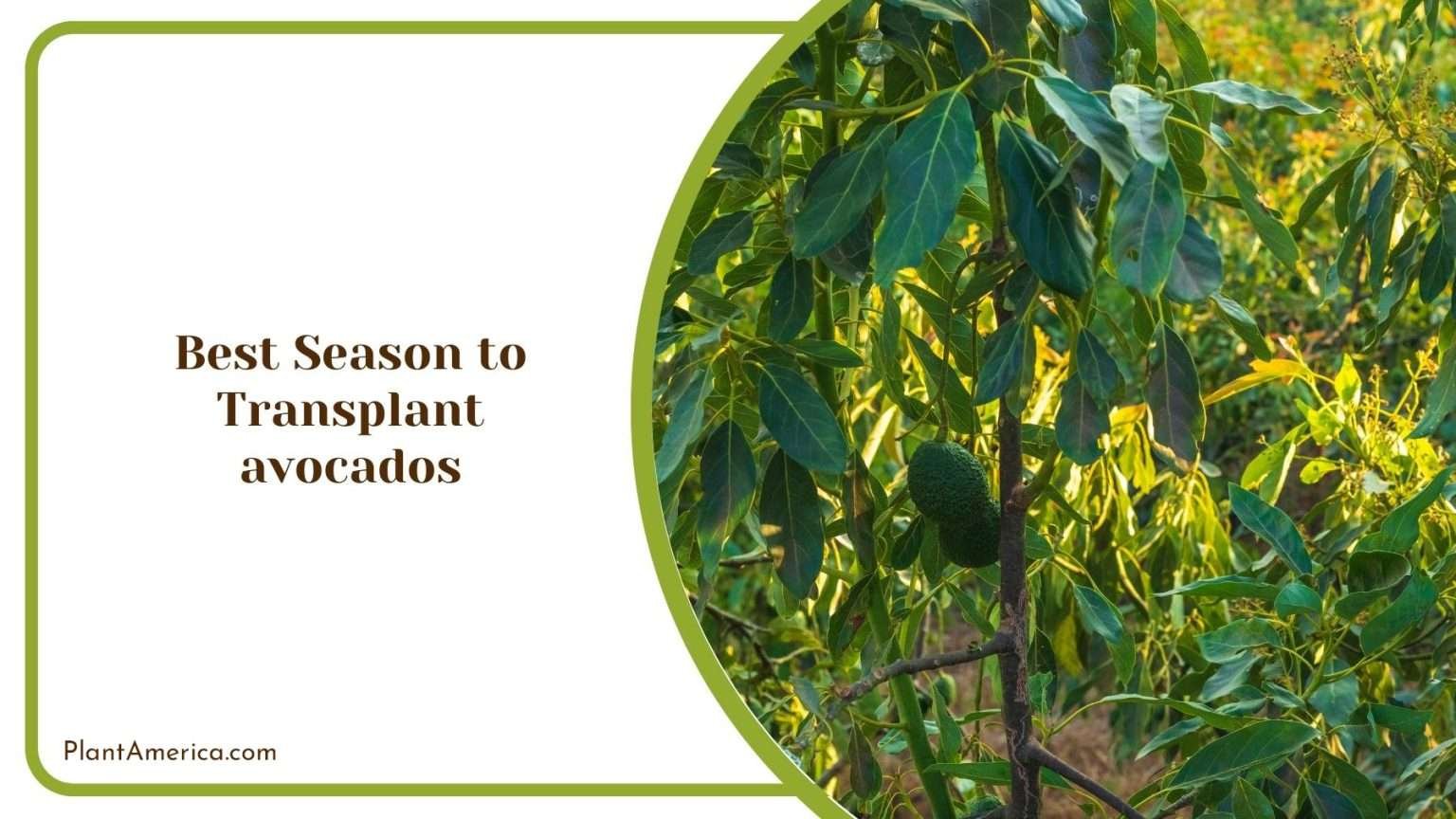 How to Transplant an Avocado Tree: Complete Tips and Tricks - Plant America