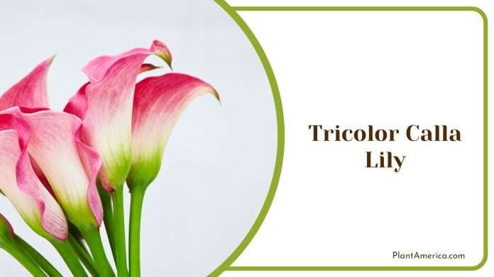 18 Calla Lily Colors To Beautify Your Green Garden Beds - Plant America