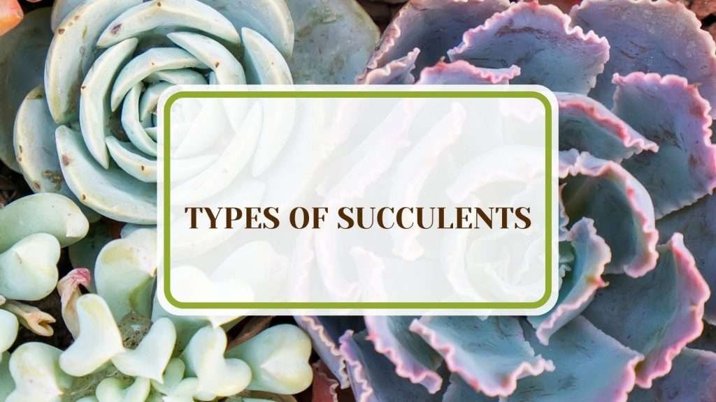 21 Types of Succulents You Should Know About for Your Garden - Plant ...