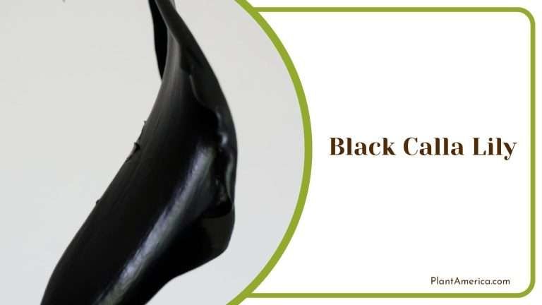 18 Calla Lily Colors To Beautify Your Green Garden Beds - Plant America