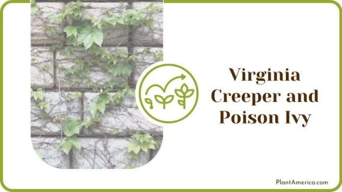 How To Get Rid of Virginia Creeper: It's Easier Than You Think! - Plant ...