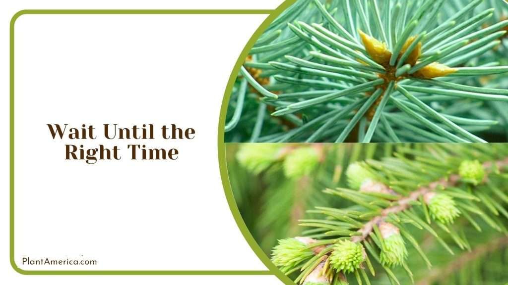 How to Transplant Spruce Trees: 12 Vital Steps for You - Plant America