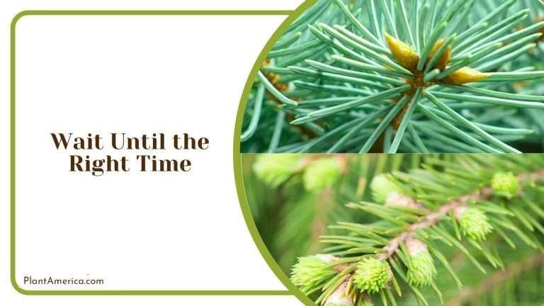 How to Transplant Spruce Trees: 12 Vital Steps for You - Plant America
