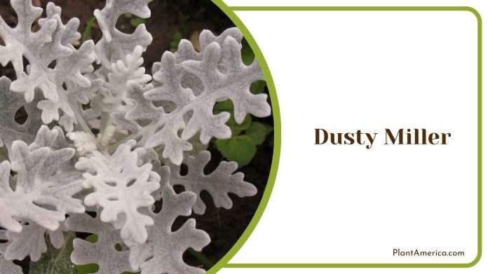 22 Moon Garden Flowers that Bloom Beautifully After Dark - Plant America