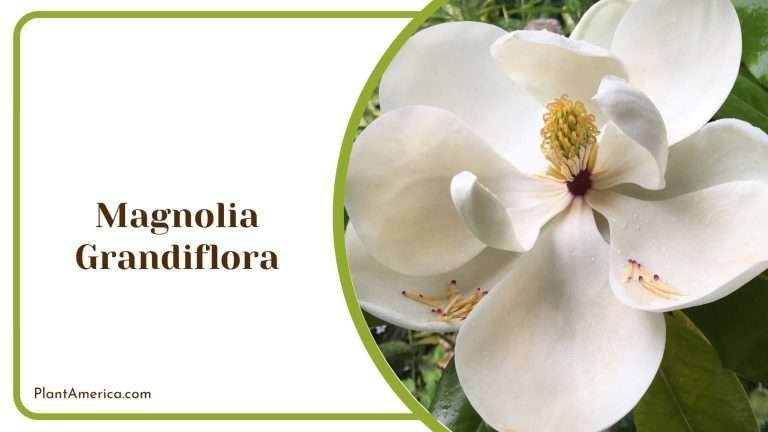 28 Florida Native Plants to Spruce Up Your Garden Today - Plant America