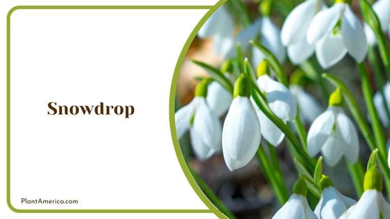 12 Official Birth Month Flowers and Their Meanings - Plant America