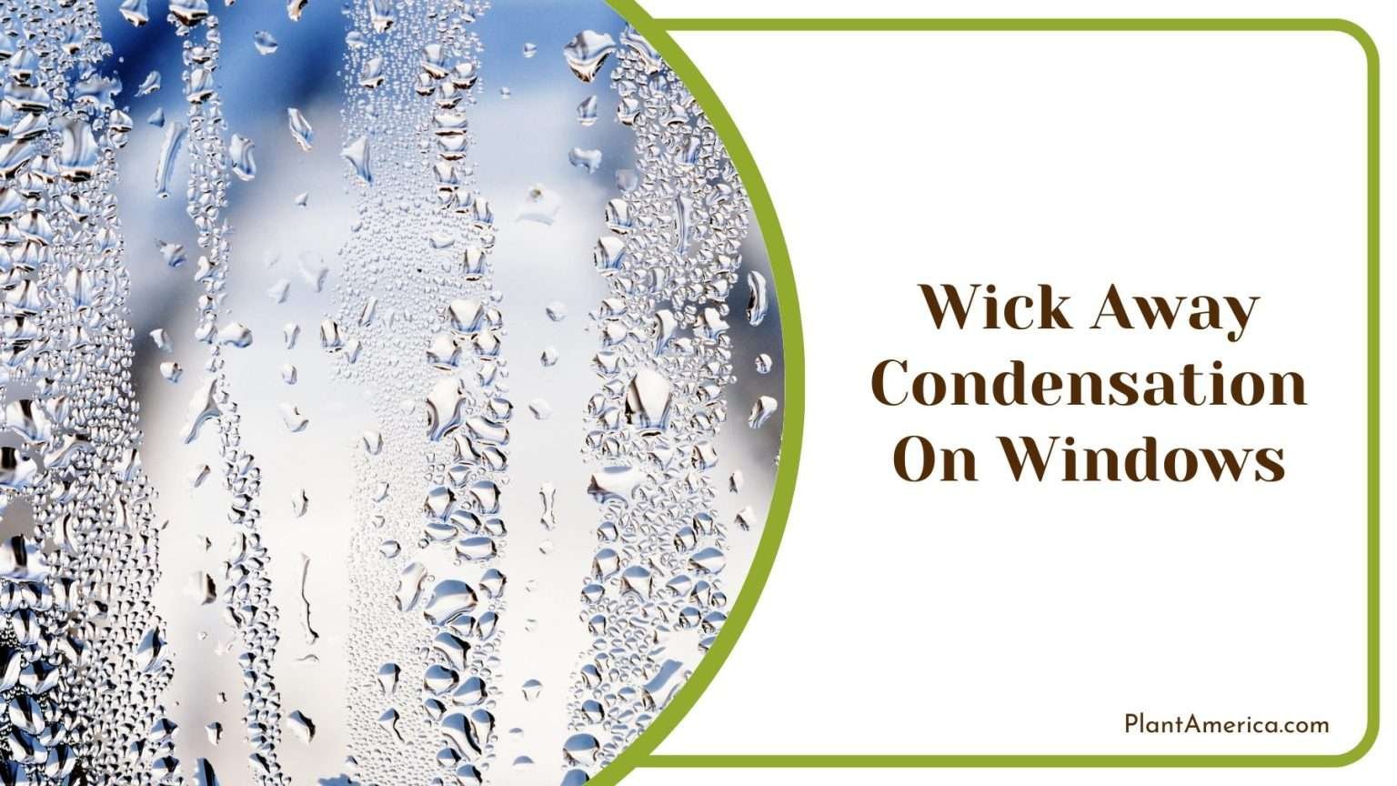 16 Unique Ways to Use Baking Soda on Your Plants - Plant America