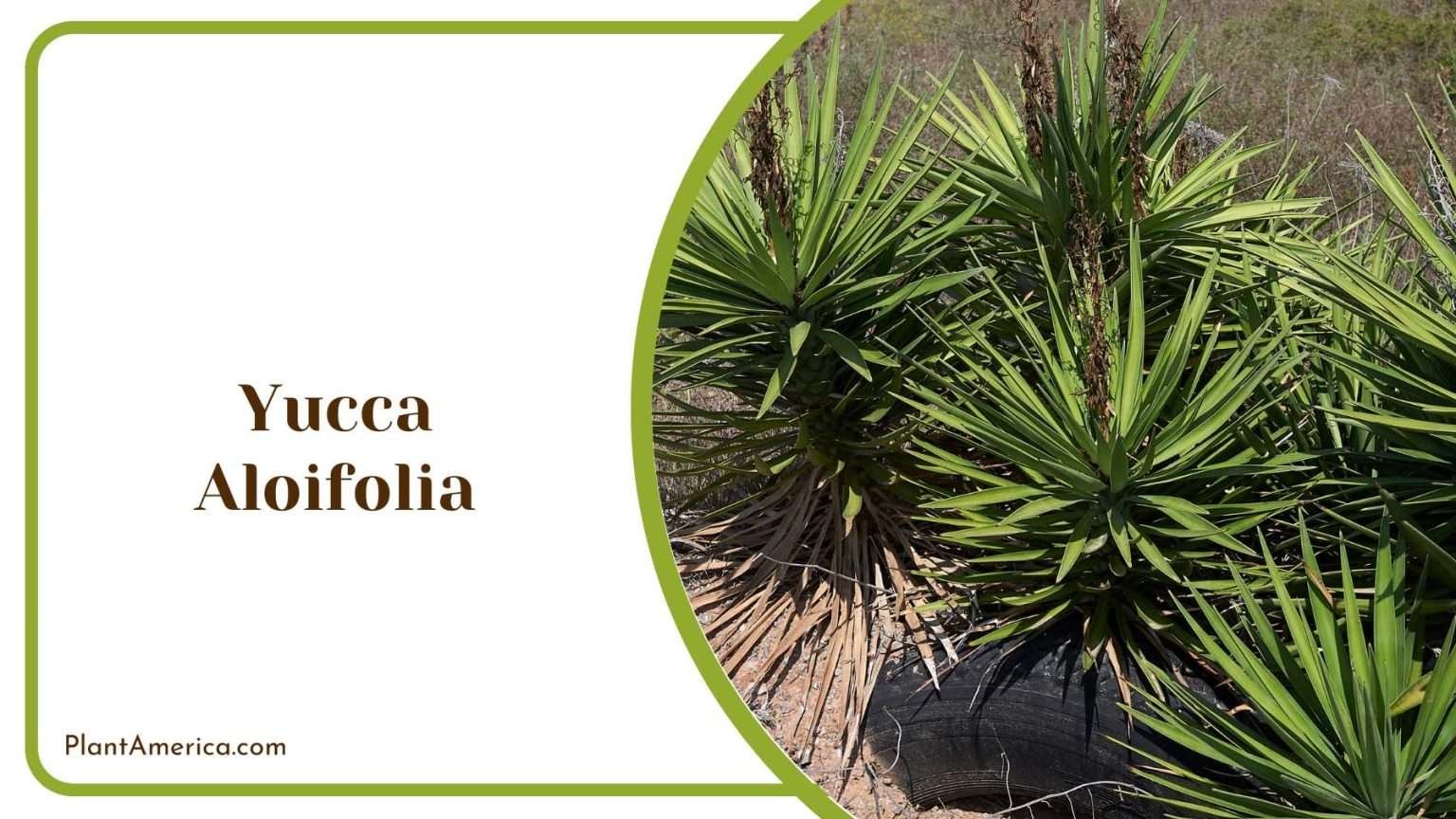 28 Florida Native Plants to Spruce Up Your Garden Today - Plant America