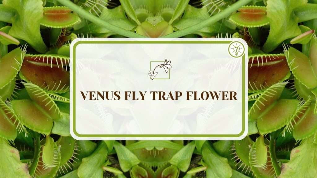 Venus Fly Trap Flower: How This Plant Traps Insects? - Plant America