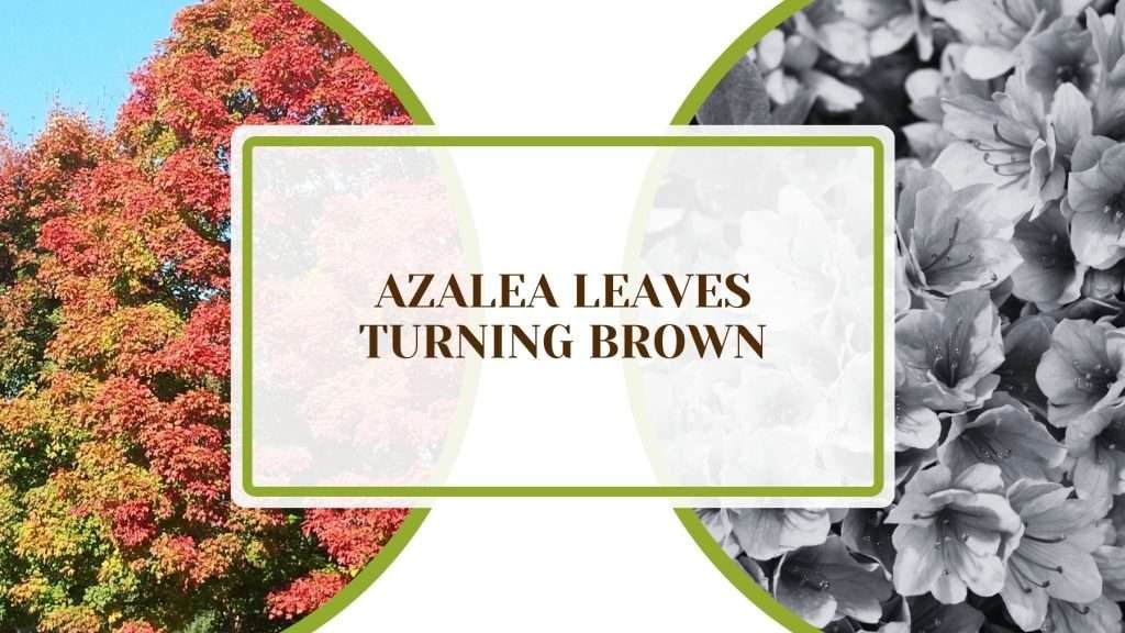 Azalea Leaves Turning Brown: 7 Causes & Easy Solutions - Plant America