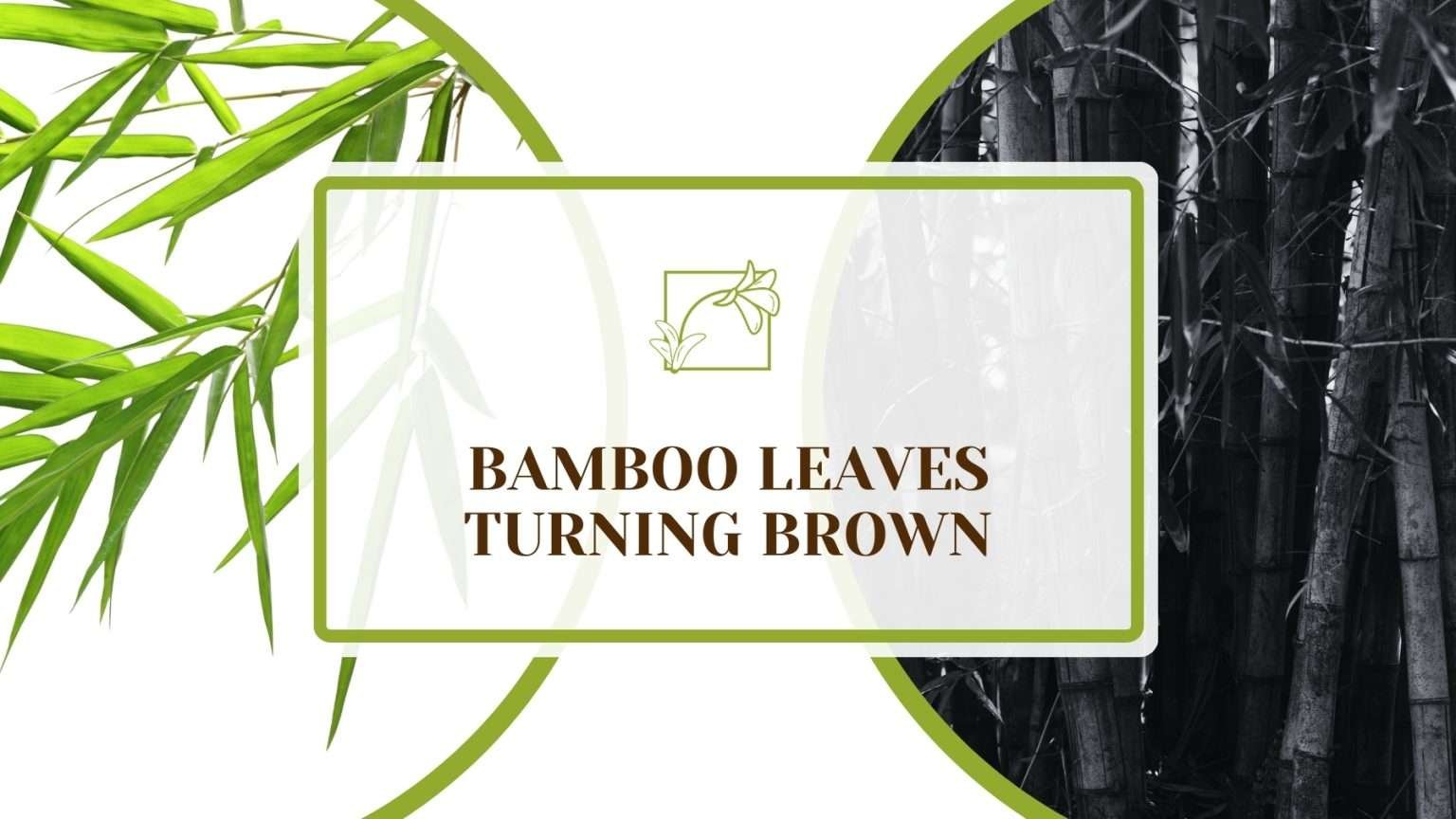 Bamboo Leaves Turning Brown: Here’s What You Can Do! - Plant America