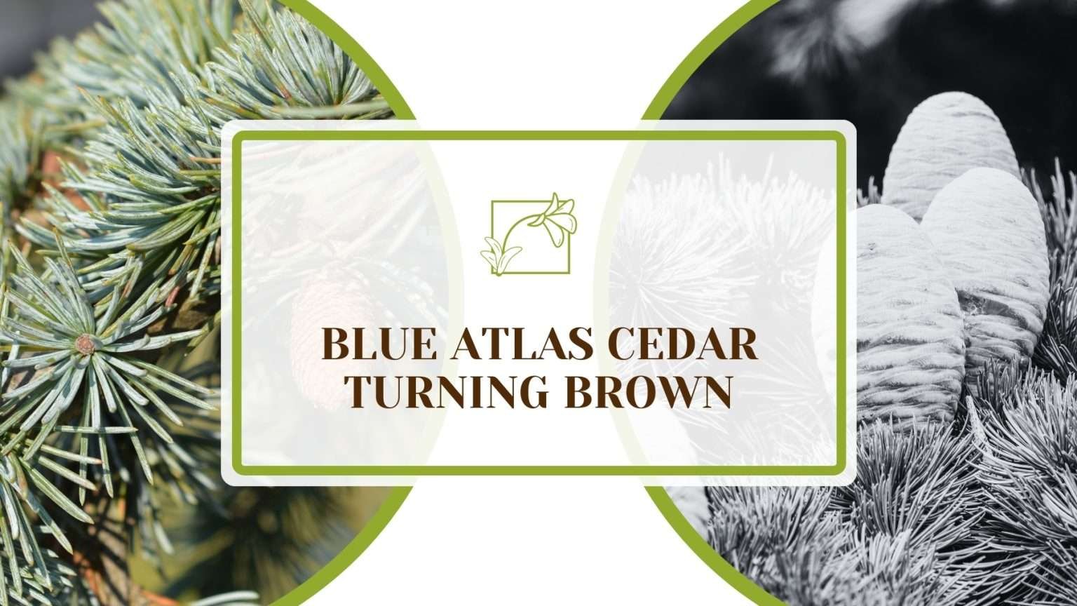 Blue Atlas Cedar Turning Brown: Top Reasons and Care Tips - Plant America