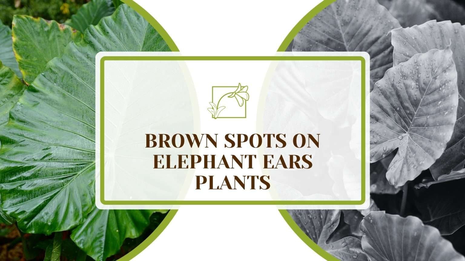 Brown Spots on Elephant Ears Plants: Tips for Healthy Growth - Plant ...