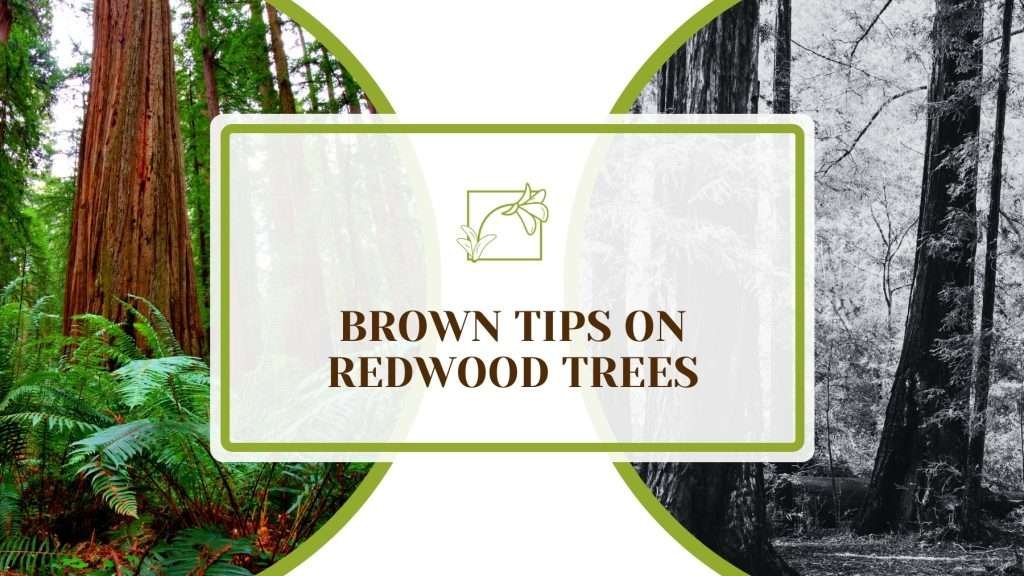 Brown Tips on Redwood Trees: Vital Tips for Healthy Growth - Plant America